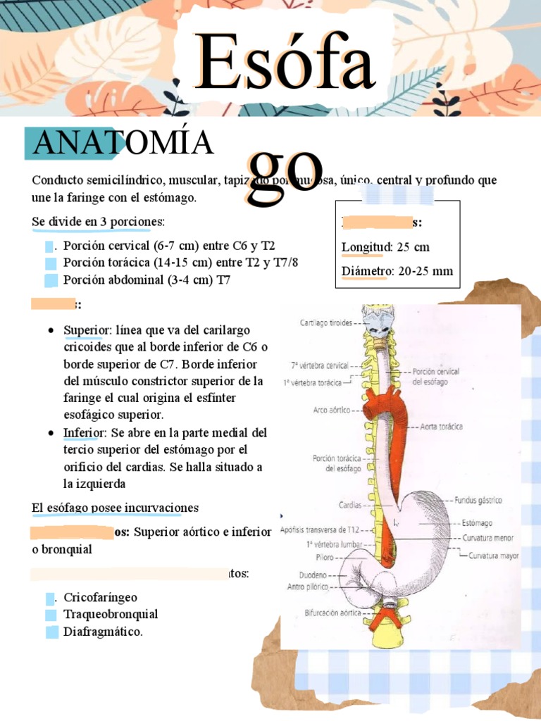 Anatomía y Funciones del Esófago | PDF | Esófago | Estómago