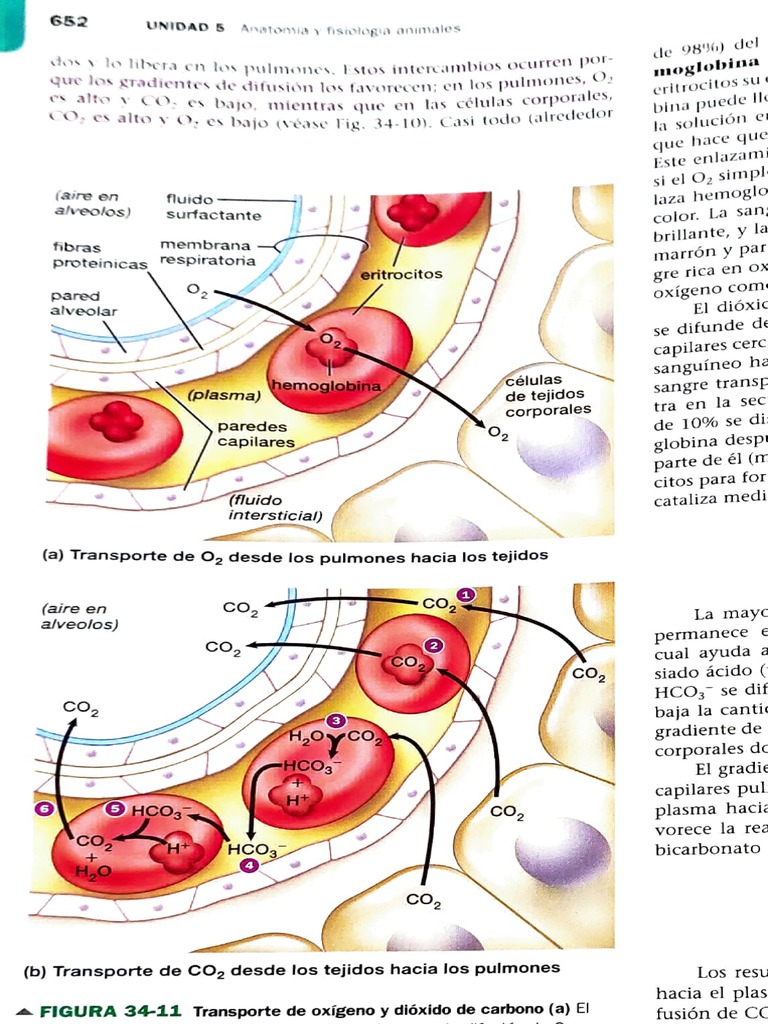 fisiologia esquemas libro | PDF | Pulmón | Sangre
