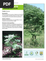 Mangle Blanco | PDF | Mangle | Arboles