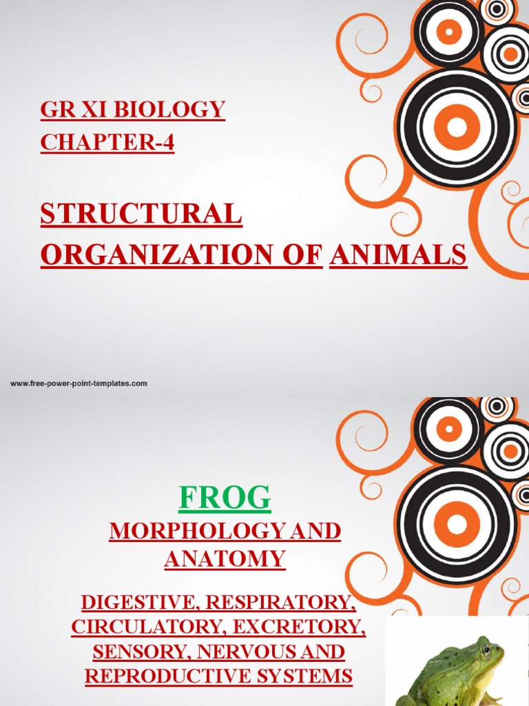 Frog-Str Organization in Animals PDF | PDF | Heart | Human Digestive System