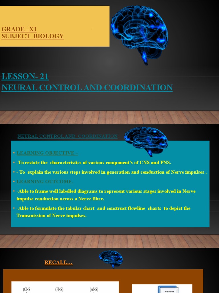 Neural Control and Coordination-1 PDF | PDF | Neuron | Action Potential