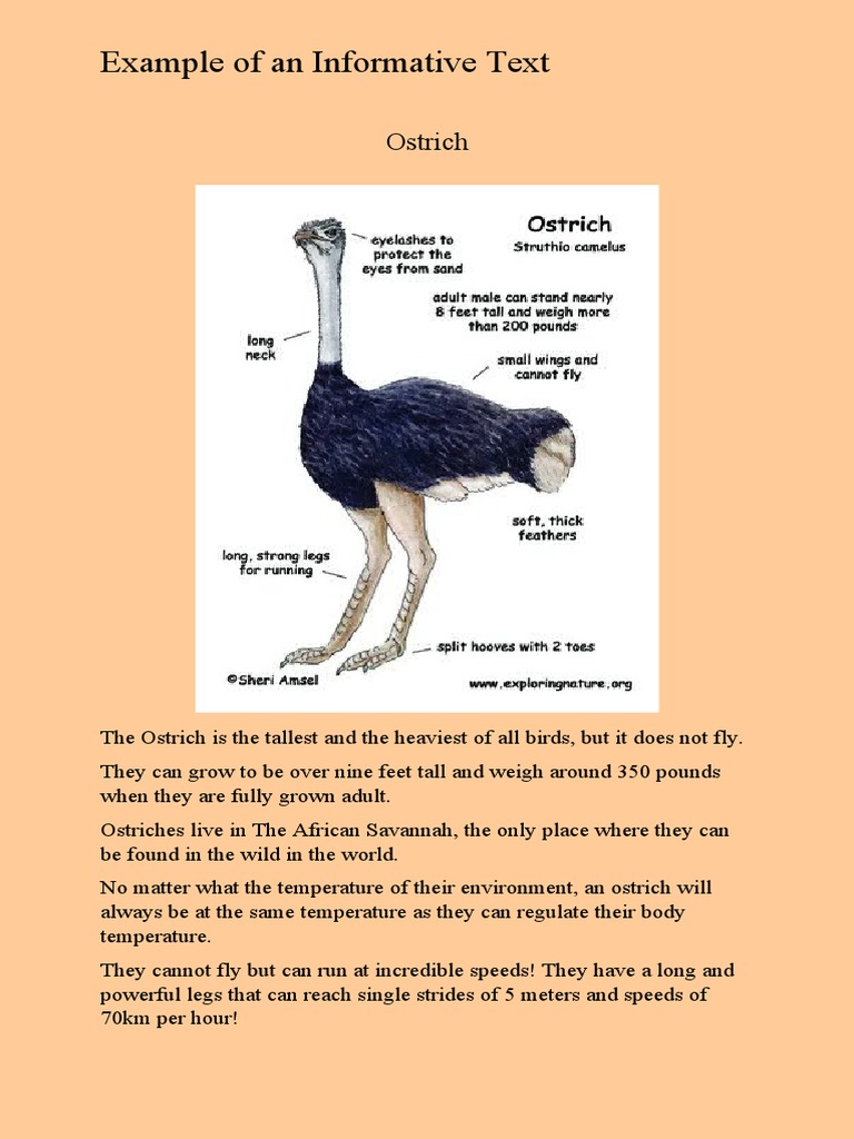 Example of An Informative Text | PDF