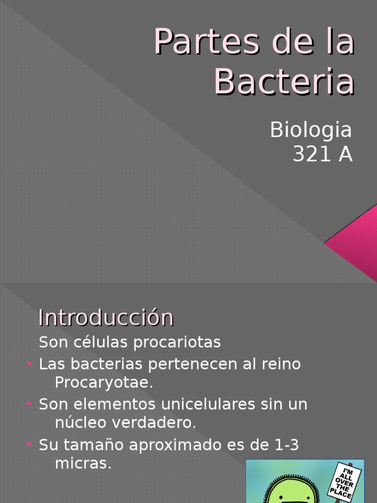 Estructura de las Bacterias | PDF | Bacterias Gram Positivas | Las ...