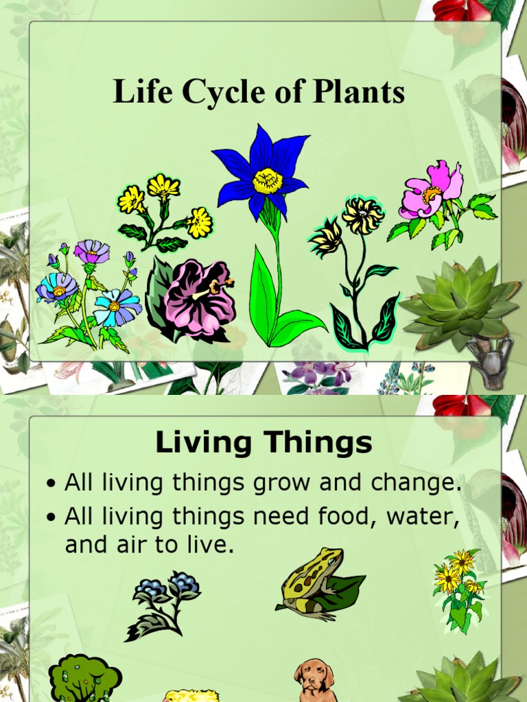 Parts of A Plant - PowerPoint | PDF | Seed | Plants