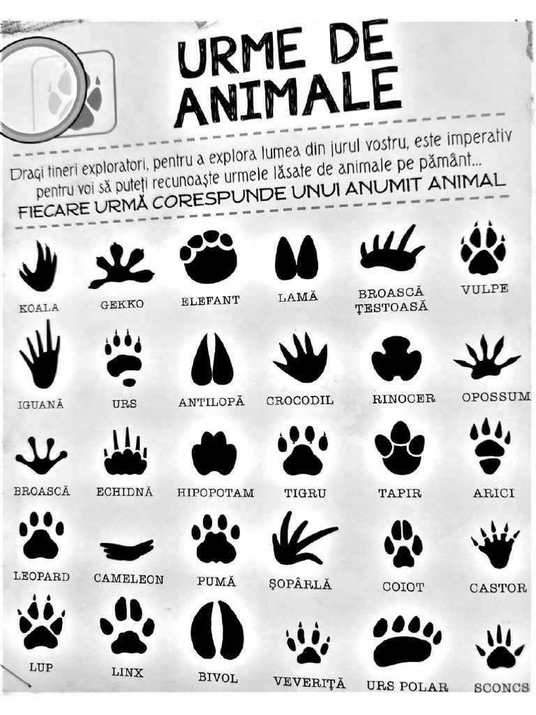 Urme de Animale | PDF