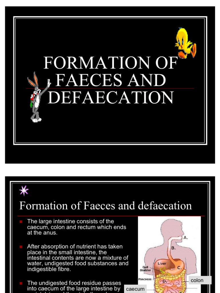 Formation of Faeces and Defaecation | PDF