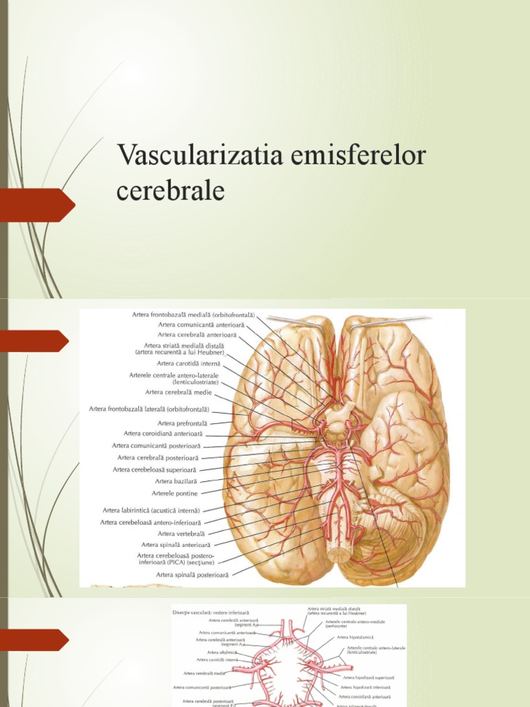 Vascularizatia Emisferelor Cerebrale | PDF