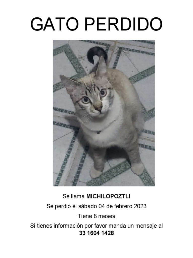 Gato Perdido | PDF