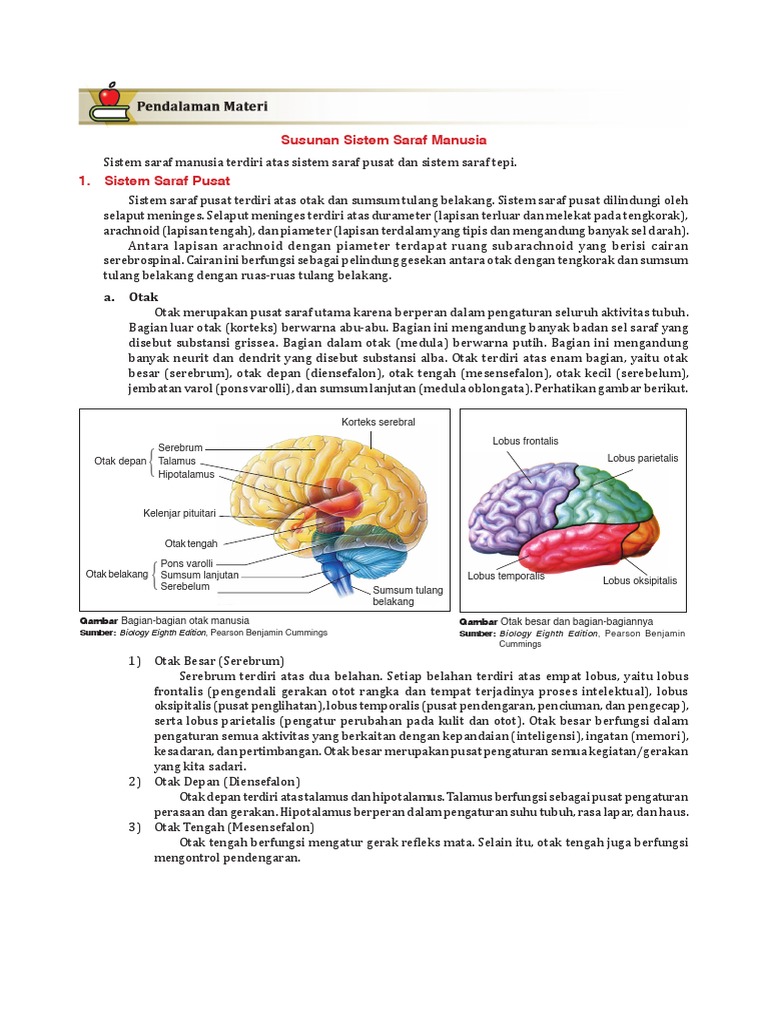 Susunan dan Fungsi Sistem Saraf Manusia | PDF