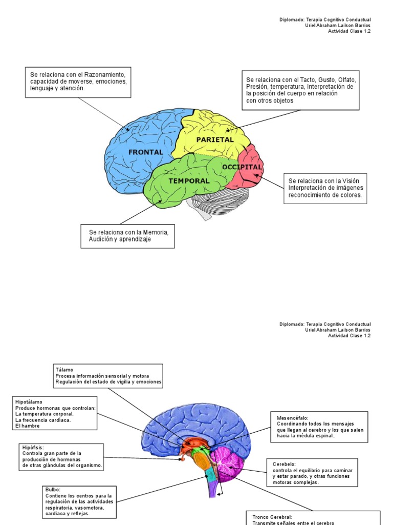 Partes Del Cerebro y Su Función | PDF | Cerebro | Neurociencia