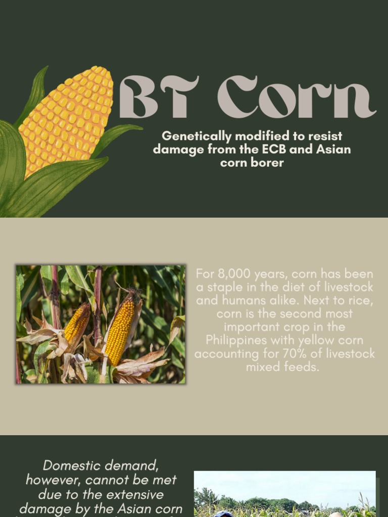 GMO - BT Corn | PDF | Maize | Genetically Modified Organism
