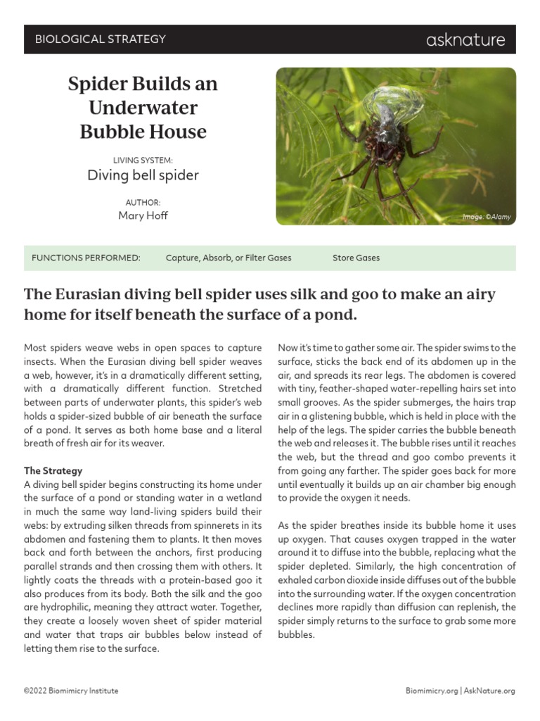 AN Diving Spider - Updated - 06 2022 | PDF | Spider | Spider Web