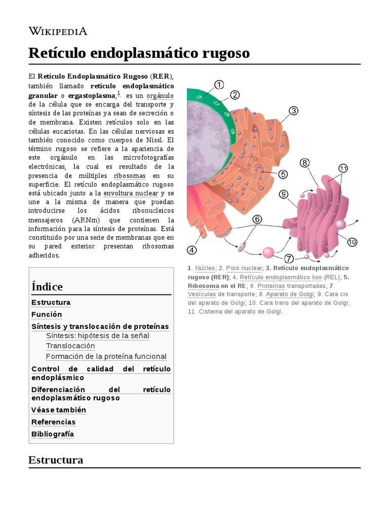Retículo Endoplasmático Rugoso | PDF | Retículo endoplásmico | Nutrientes