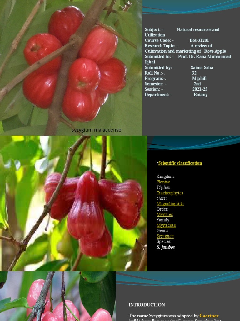saima saba rose apple.pptx | PDF