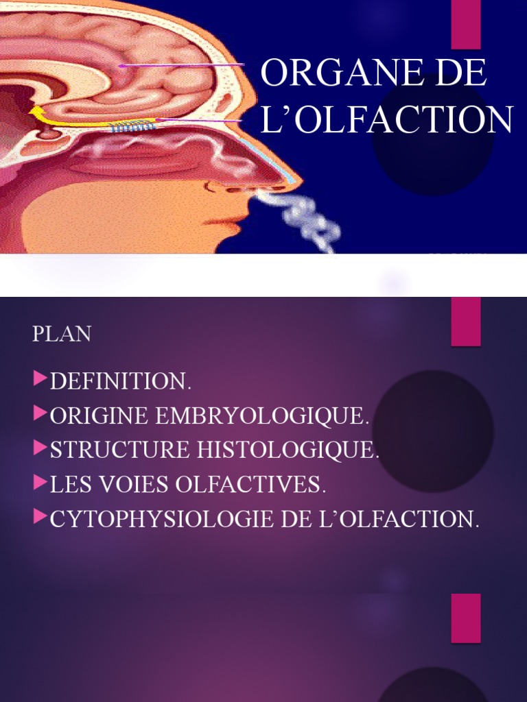 7 - Organe de L'olfaction | PDF | Cellule (Biologie) | Épithélium