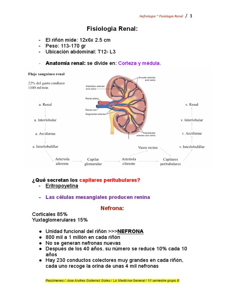 Fisiologia Renal | PDF | Riñón | Anatomía