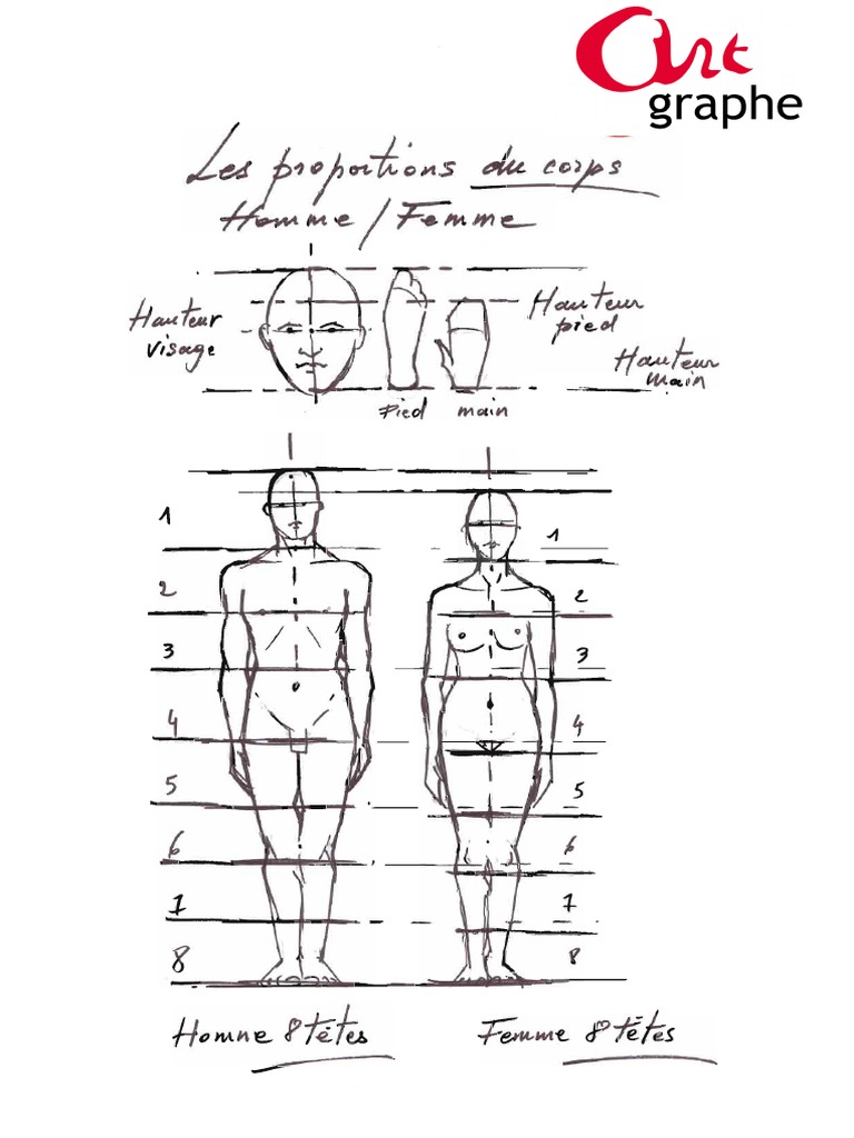 Proportion Corps Homme Femme | PDF