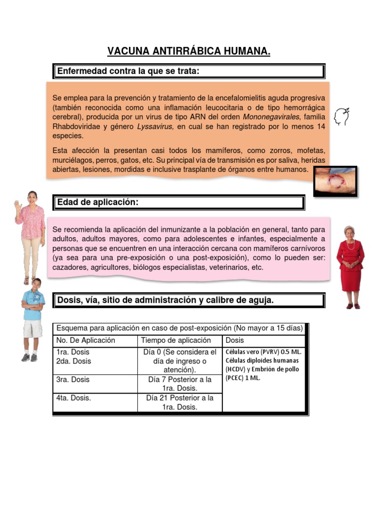 Vacuna antirrábica humana: indicaciones, esquema de aplicación y ...
