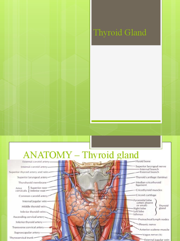 THYROID | PDF | Common Carotid Artery | Thyroid