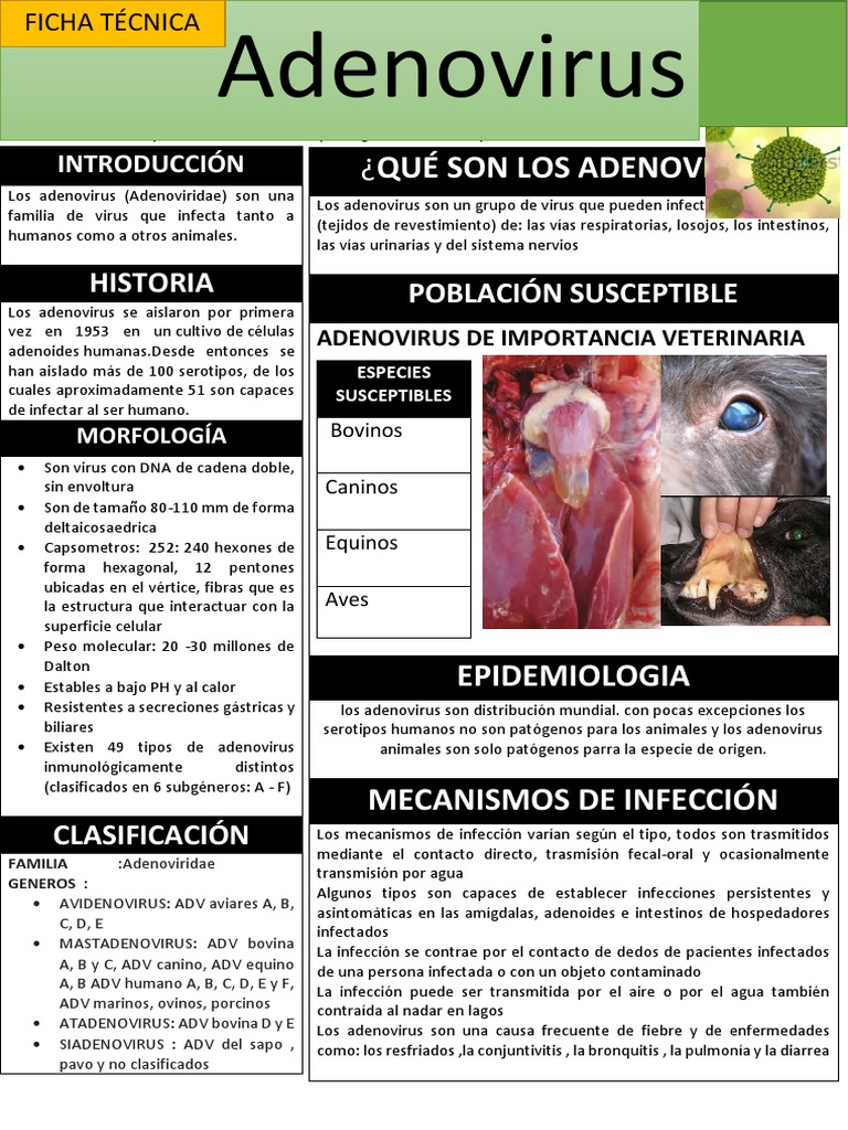 Ficha Técnica Adenovirus | PDF | Adenoviridae | Infección