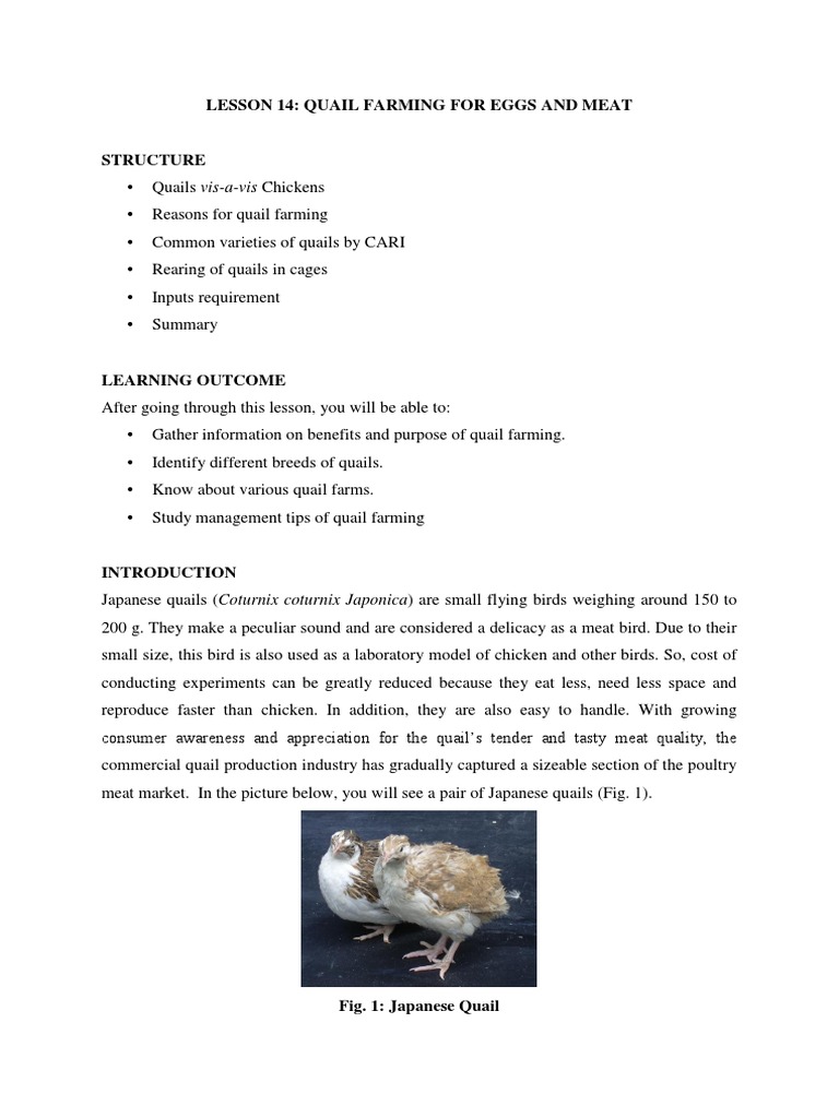 Quail Farming for Meat and Eggs Guide | PDF | Chicken | Birds