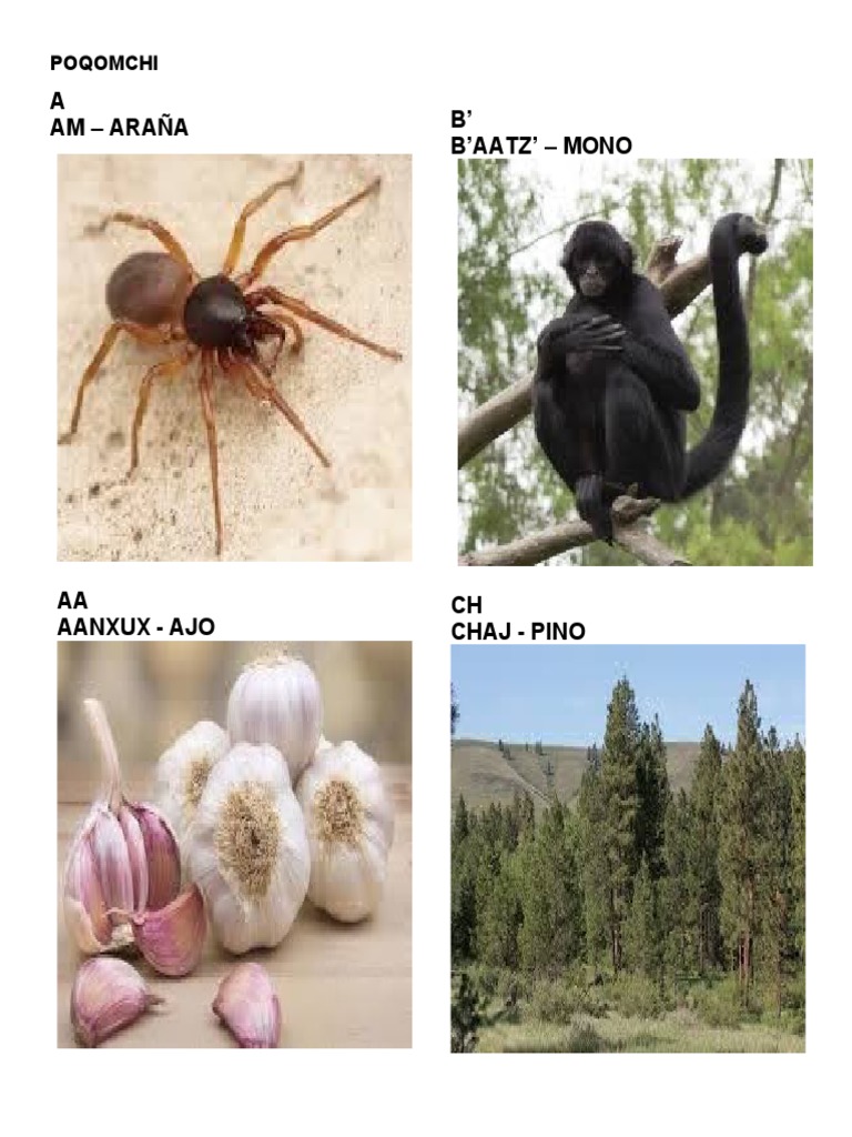 POQOMCHI | PDF