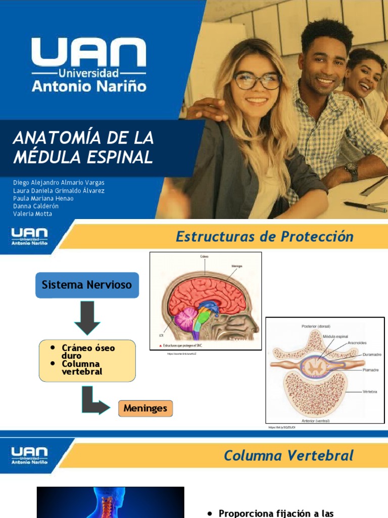 Anatomia de La Medula Espinal | PDF | Médula espinal | Nervio