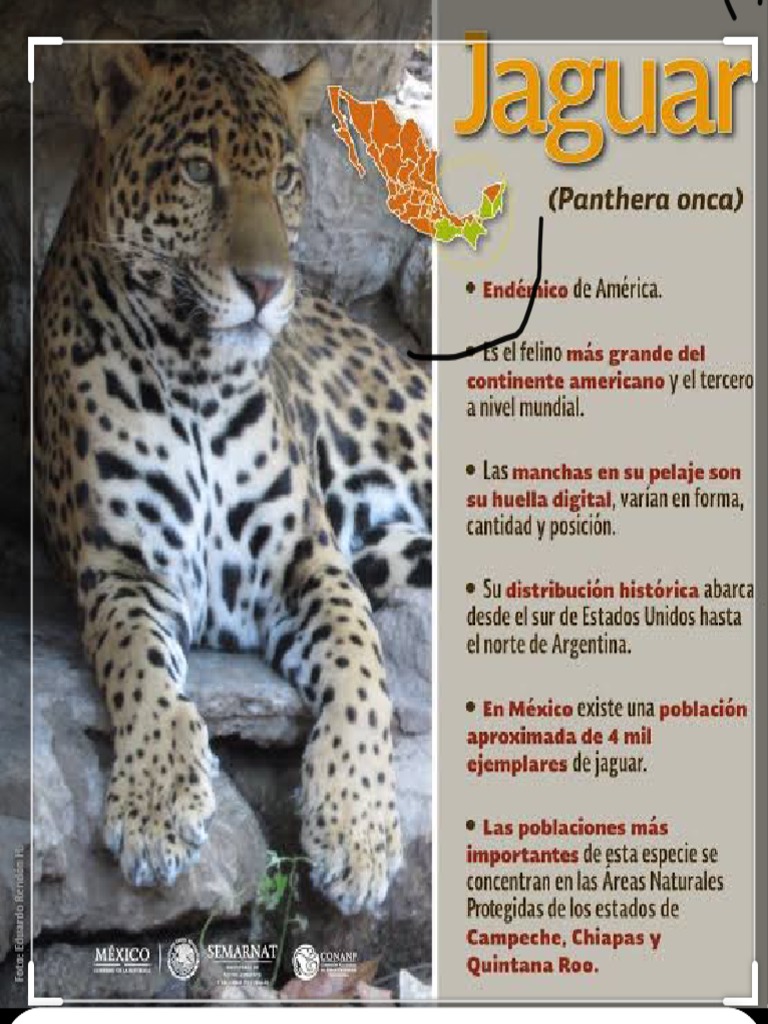 Infografia Del Jaguar - Buscar Con Google PDF | PDF