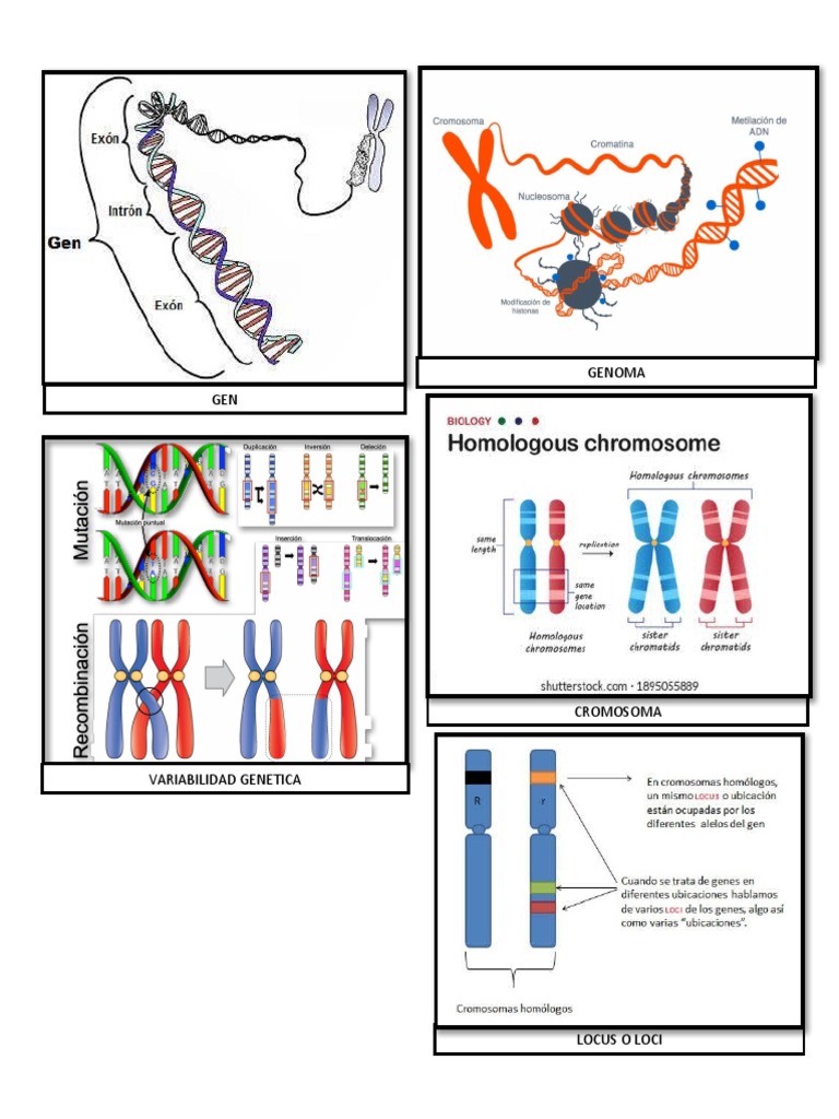 Imagenes Del Adn Humano | PDF