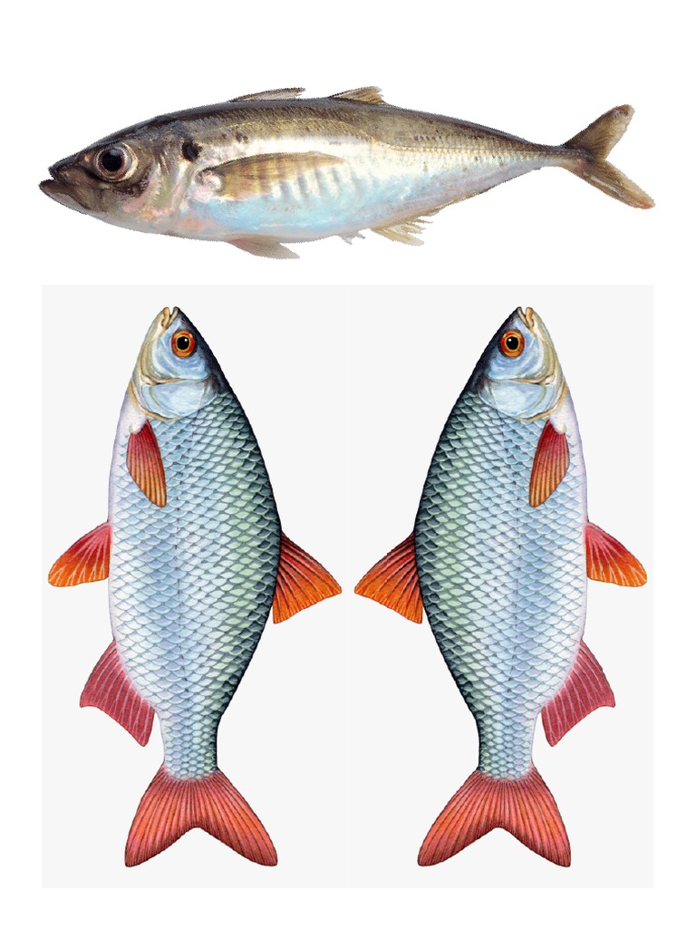 Fish | PDF