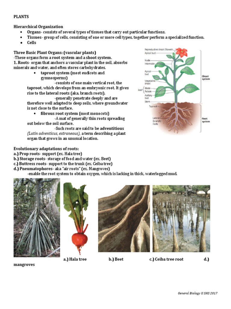 PLANTS | PDF | Leaf | Root
