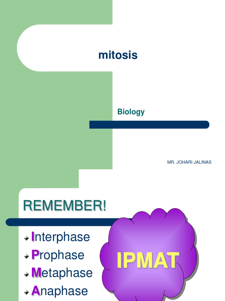 Mitosis Process Overview: IPMAT Steps | PDF