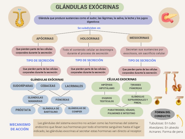 Glándulas Exócrinas | PDF | Anatomía | Zoología