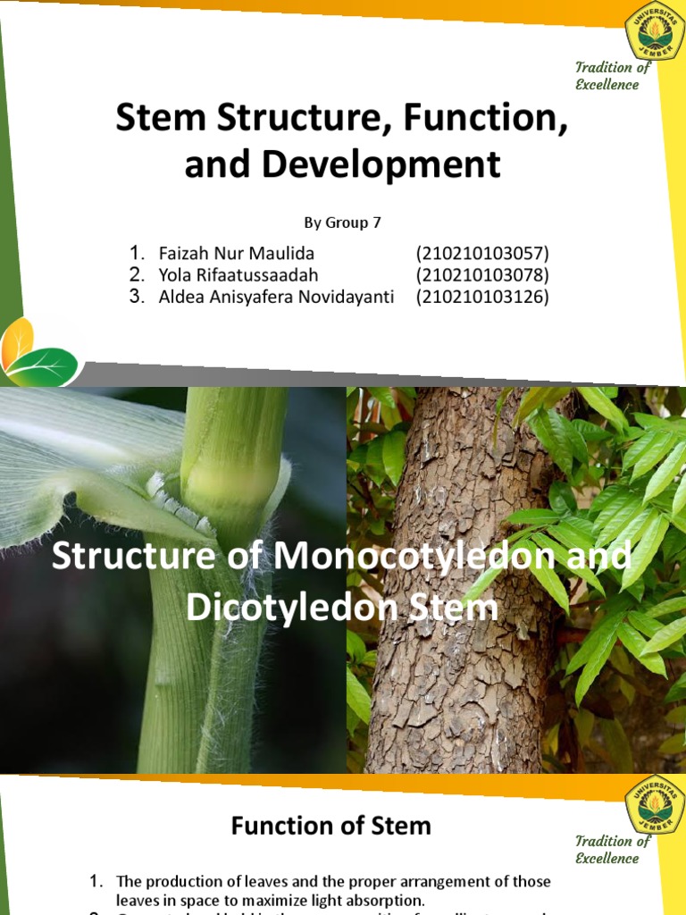 Stem Structure, Function, and Development | PDF | Plant Stem | Tissue (Biology)