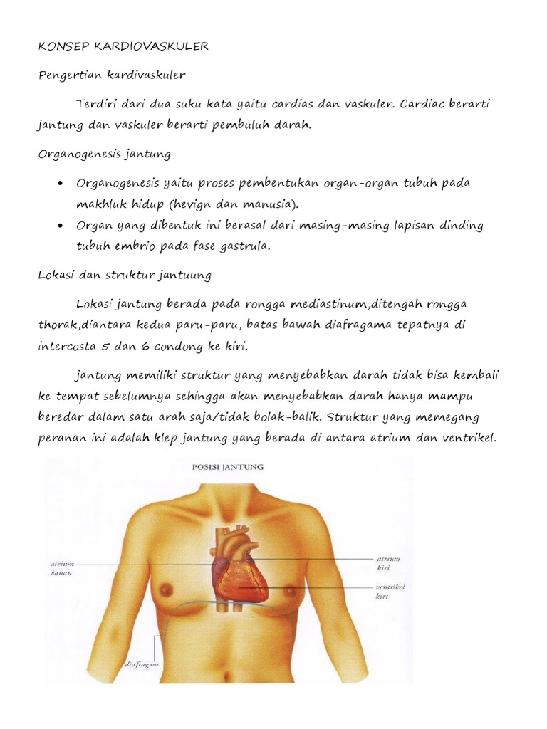 Struktur dan Fungsi Jantung Manusia | PDF | Perjalanan | Kesehatan Holistik