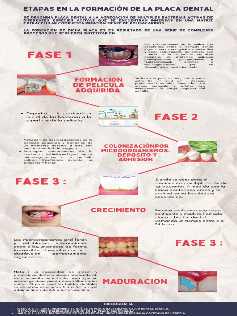 Las etapas de formación de la placa dental: Depósito, adhesión, crecimiento y maduración | PDF ...