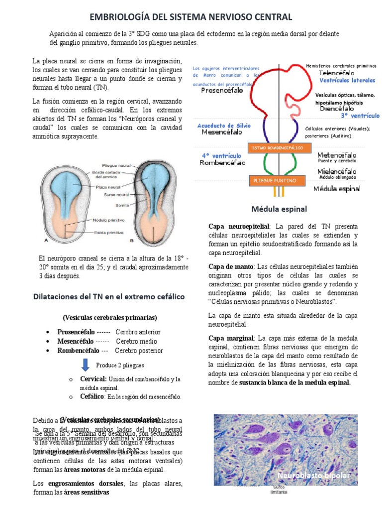 Embriología Del Sistema Nervioso | PDF | Sistema nervioso | Axon