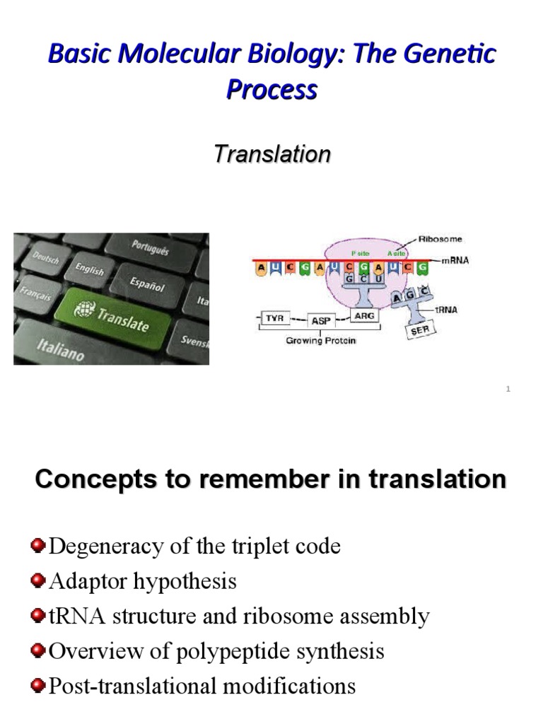 Translation | PDF | Translation (Biology) | Messenger Rna