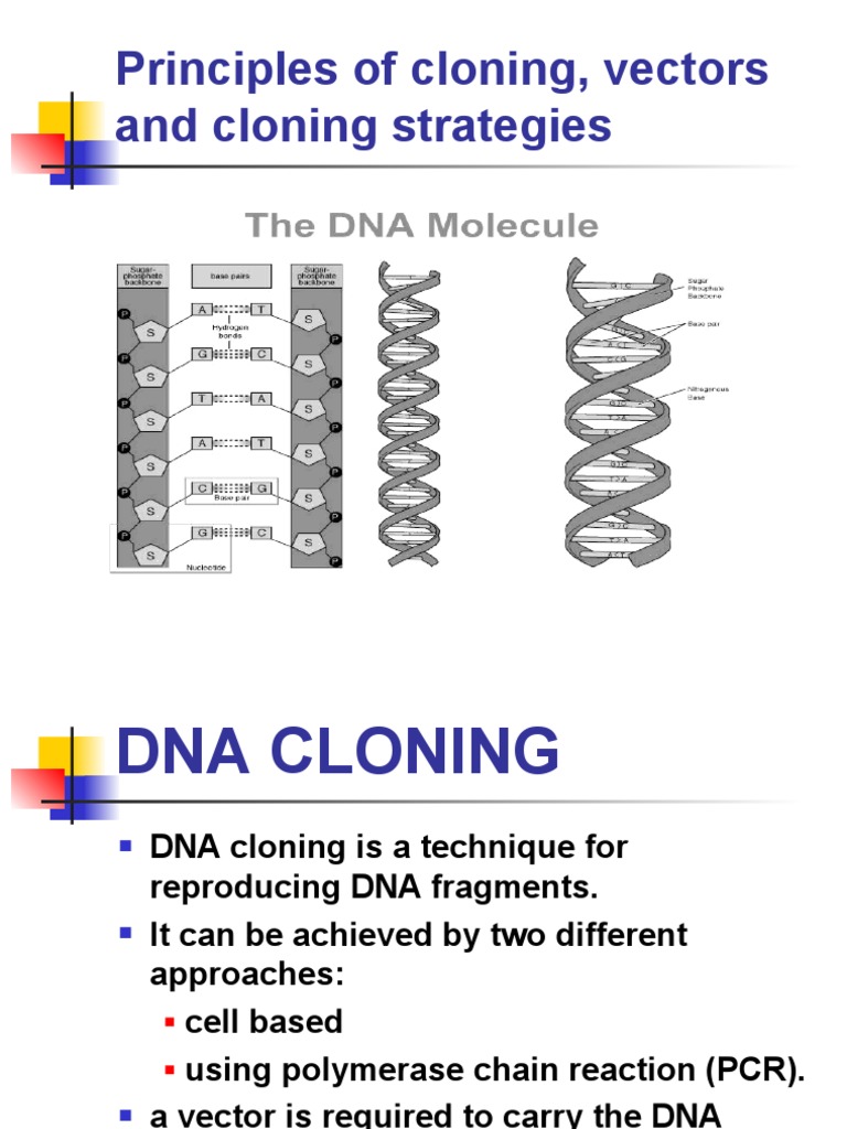 DNA Cloning Intro | PDF | Molecular Cloning | Plasmid