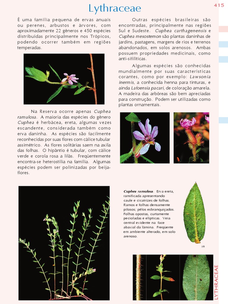 Características da Família Lythraceae | PDF | Folha | Árvores