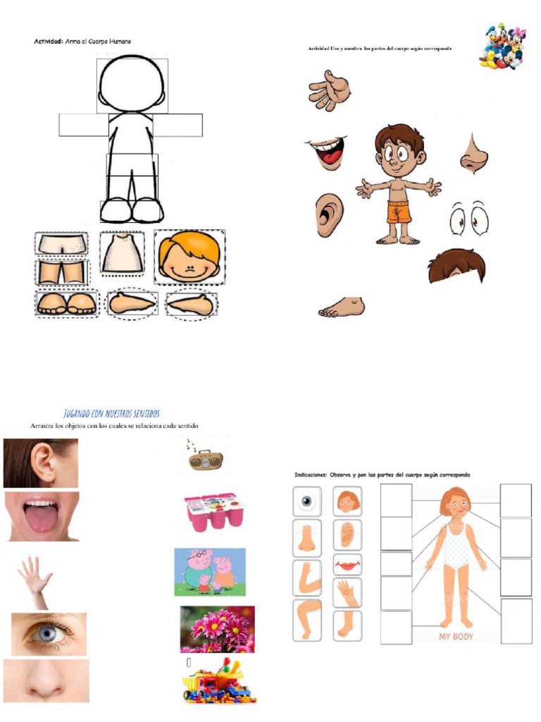 Partes Del Cuerpo Pdf Pdf