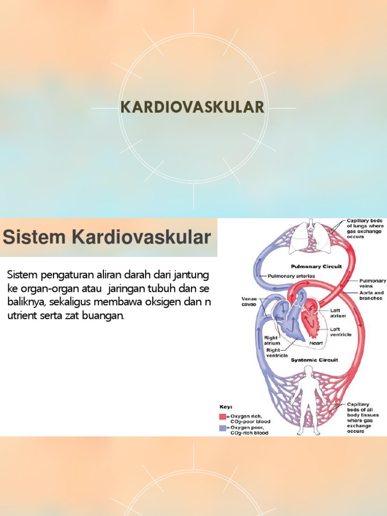 Anatomi Kardiovaskular | PDF