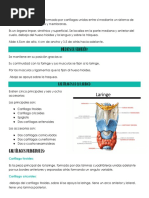 Anatomía de La Laringe - Cartílagos, Ligamentos y Músculos - Kenhub ...