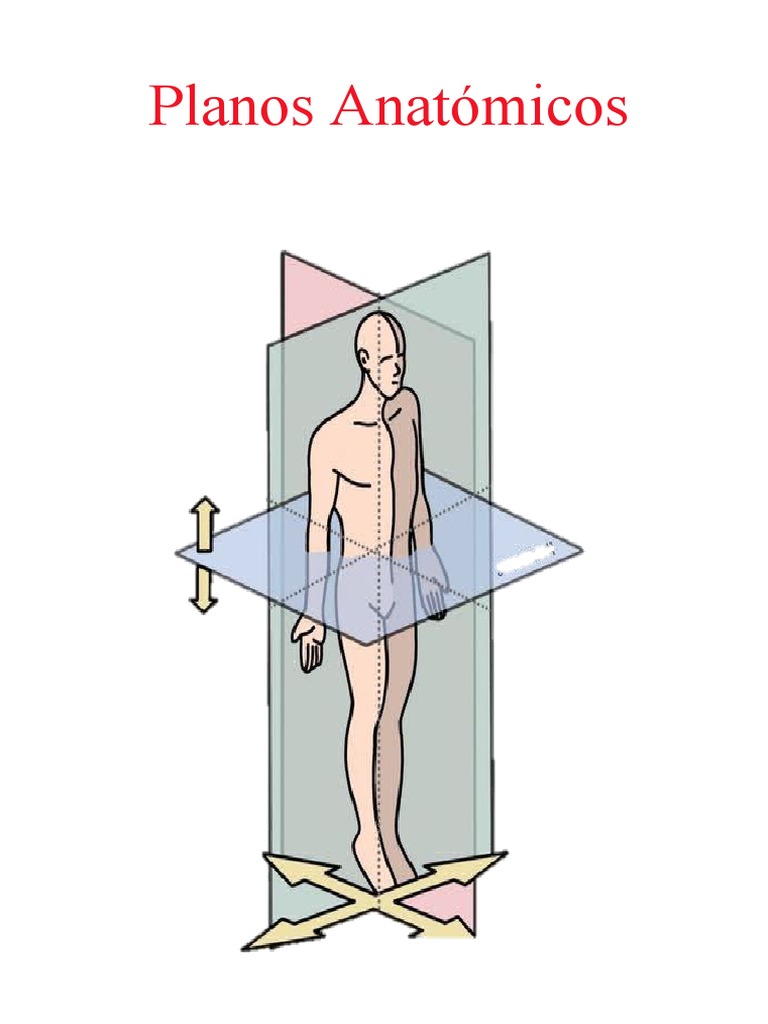 Morfologia: Planos Anatomicos: Planimetría Anatomica Ejemplos ...