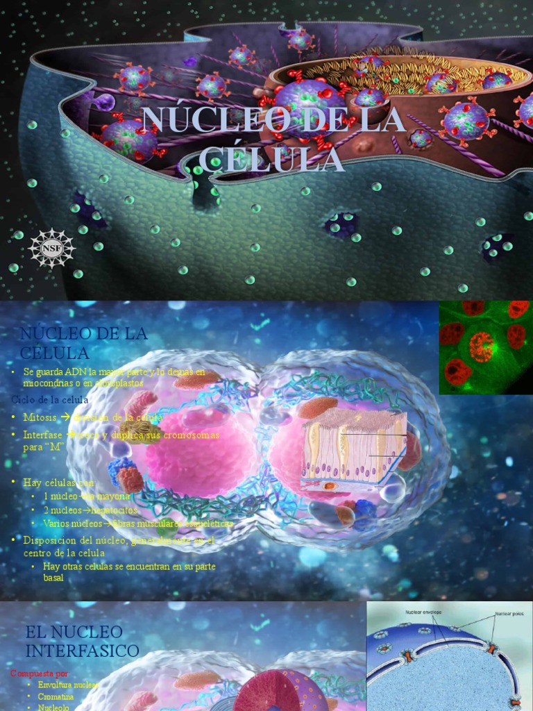NÚCLEO DE LA CÉLULA.pptx | PDF | Nucleo celular | Cromosoma