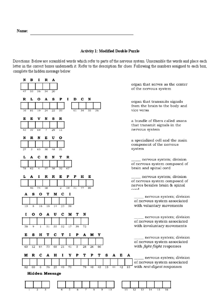 Nervous System Word Puzzle | PDF
