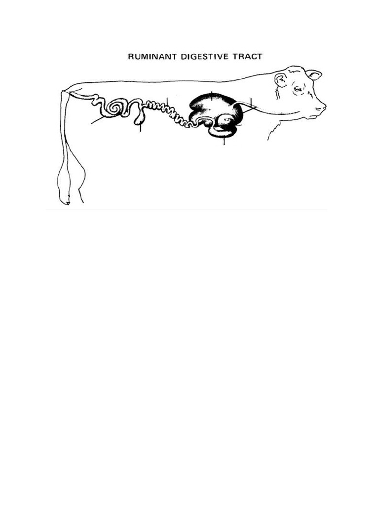 Ruminants and Non Ruminants Images To Label | PDF