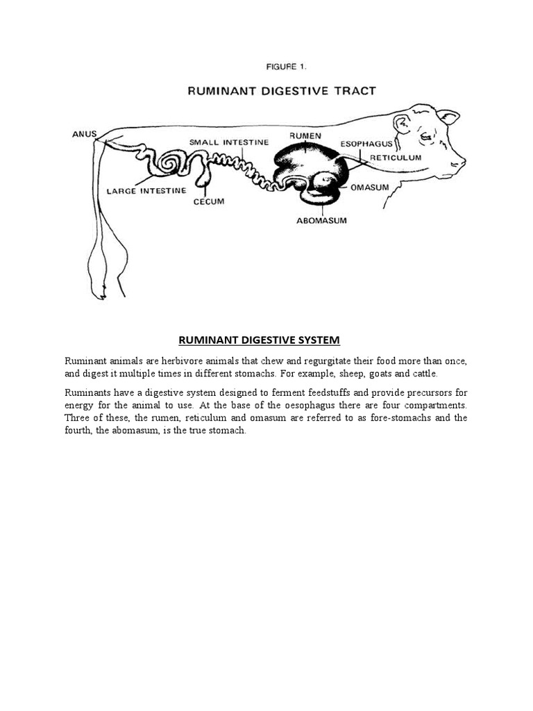 Ruminant Digestive System | PDF