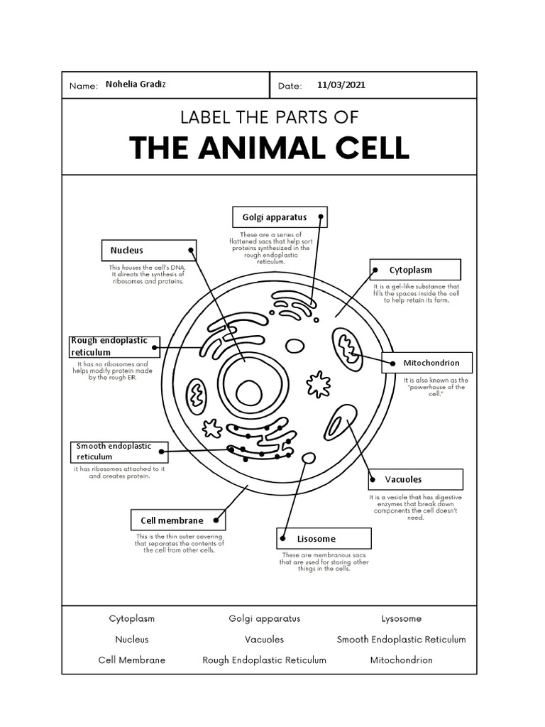 Animal and Plant Cells | PDF