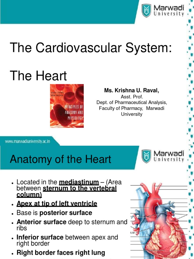 Human Anatomy and Physiology | PDF | Heart Valve | Ventricle (Heart)